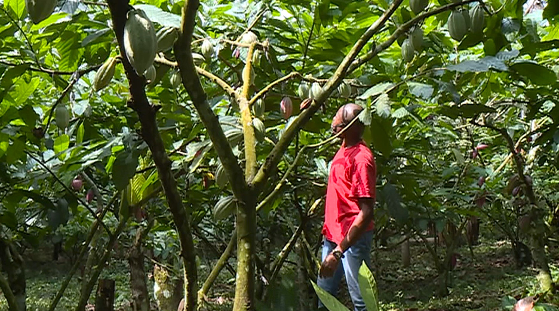 São Tomé e Príncipe - PAFAE avalia a governança das cooperativas ...