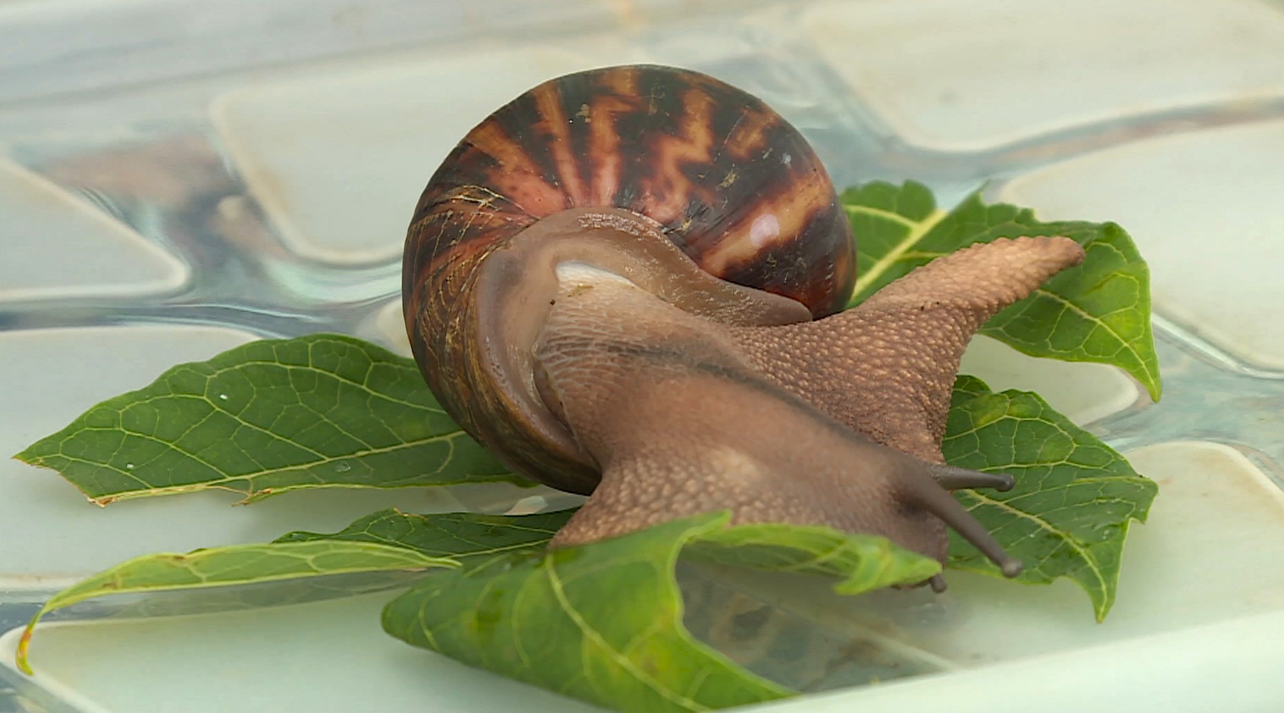 São Tomé e Príncipe - Empreendedores criam ideias de negócios ...